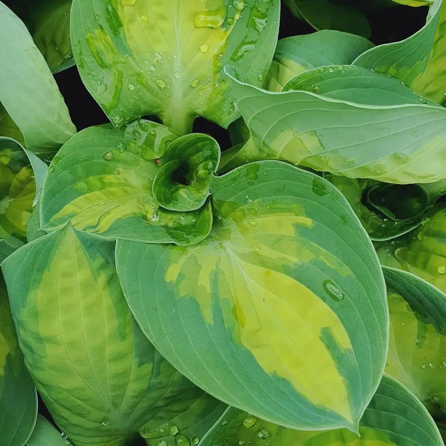 Хоста 'Popcorn' купити саджанці в Україні | Сад мрії