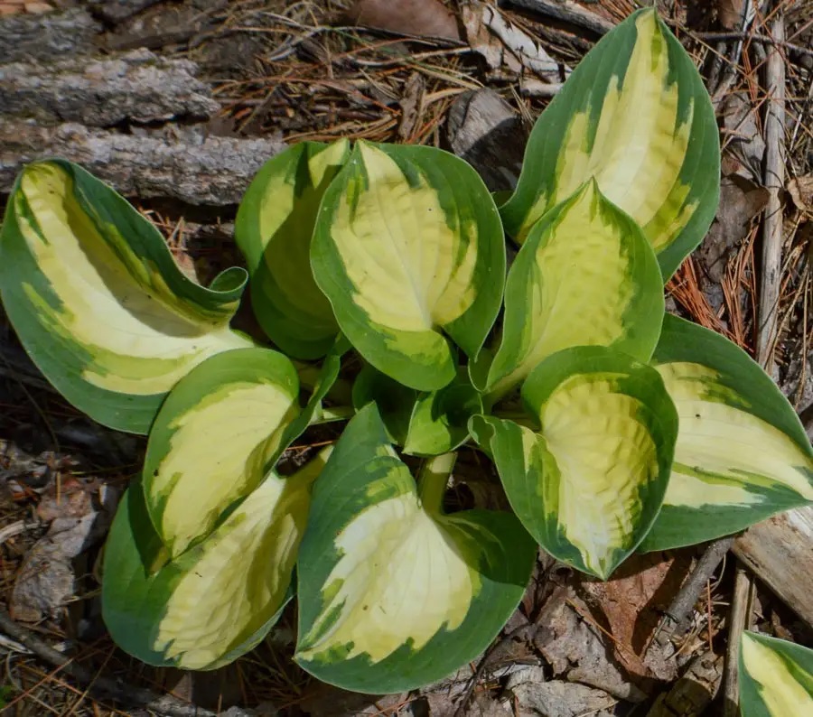 Хоста 'Popcorn' купити саджанці в Україні | Сад мрії