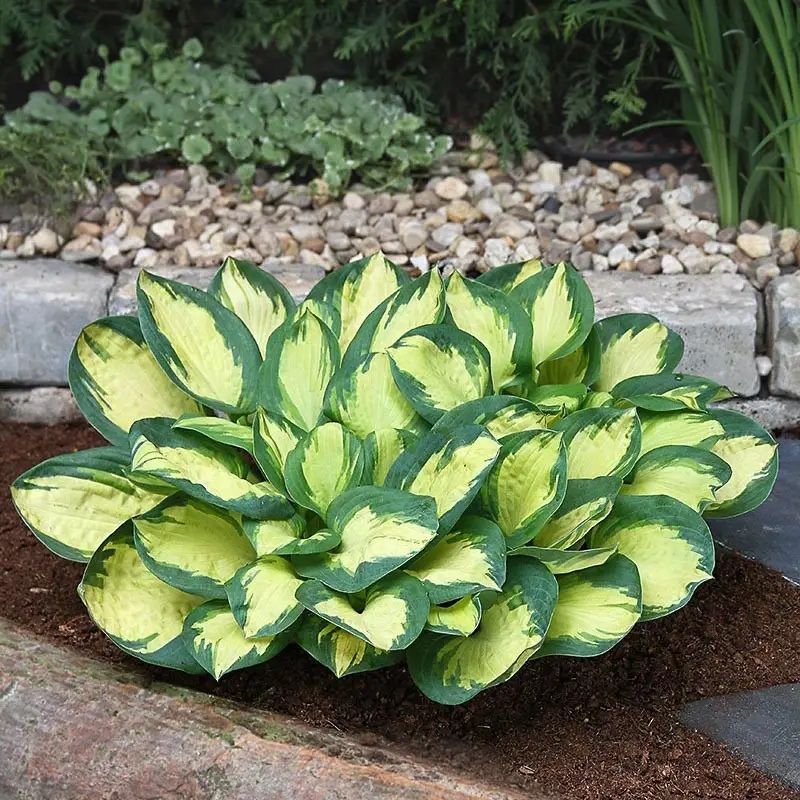 Хоста 'Popcorn' купити саджанці в Україні | Сад мрії